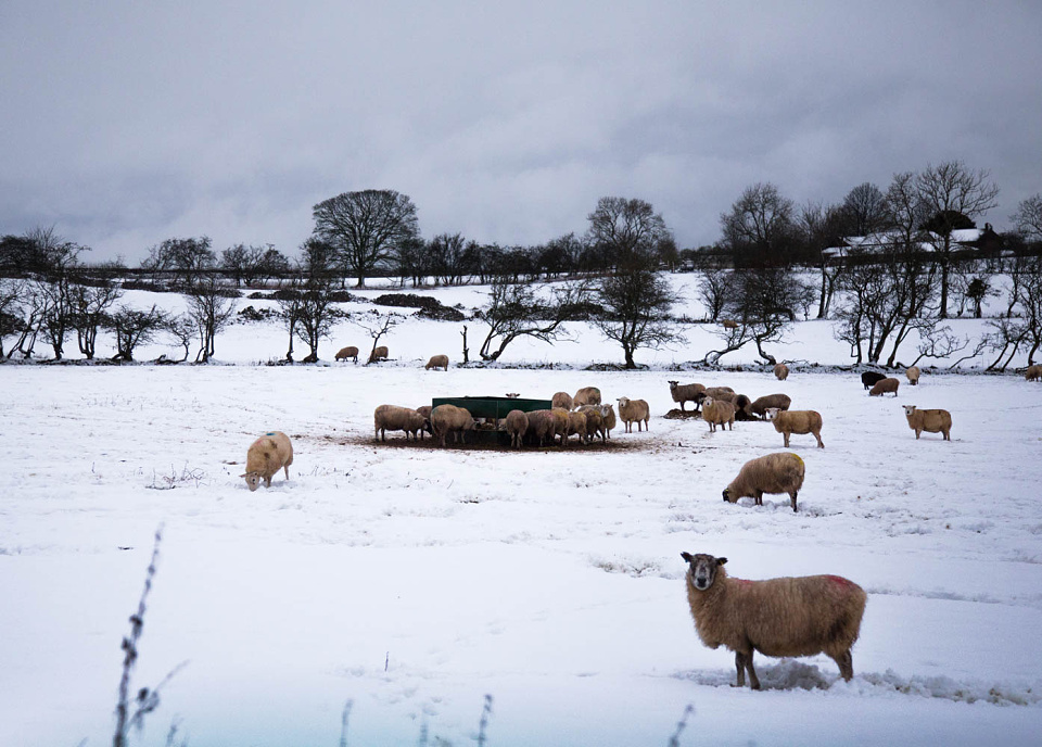 Sheep | Technophobe | Blipfoto