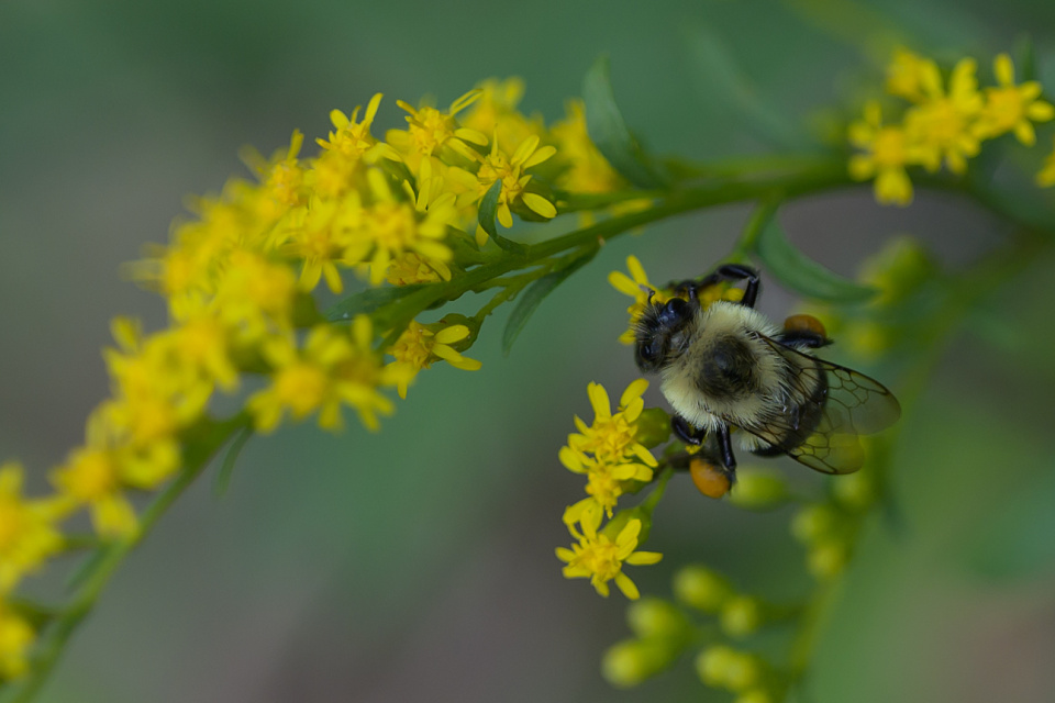 The Bees Knees | dbifulco | Blipfoto