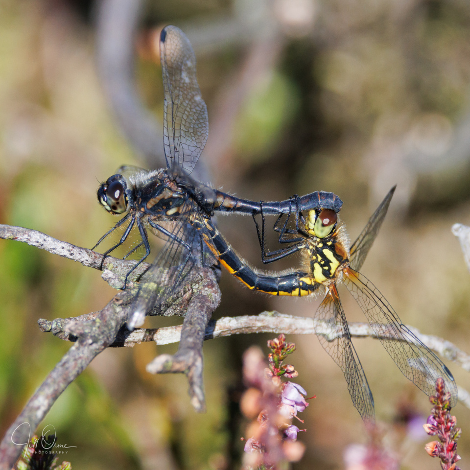 Cryptic | JDO | Blipfoto