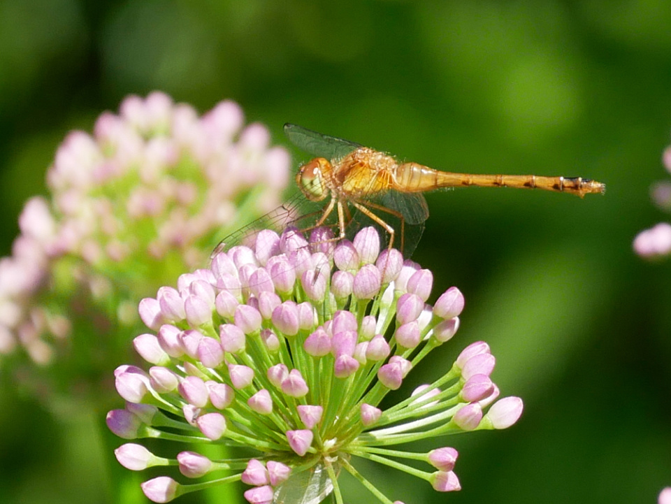 So Tiny | Irish59 | Blipfoto