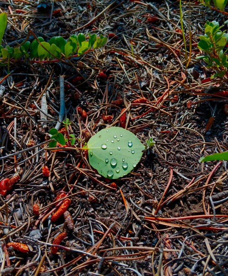 Fallen leaf | TiciaS | Blipfoto