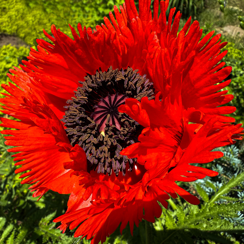 Frilly Red | justbe | Blipfoto