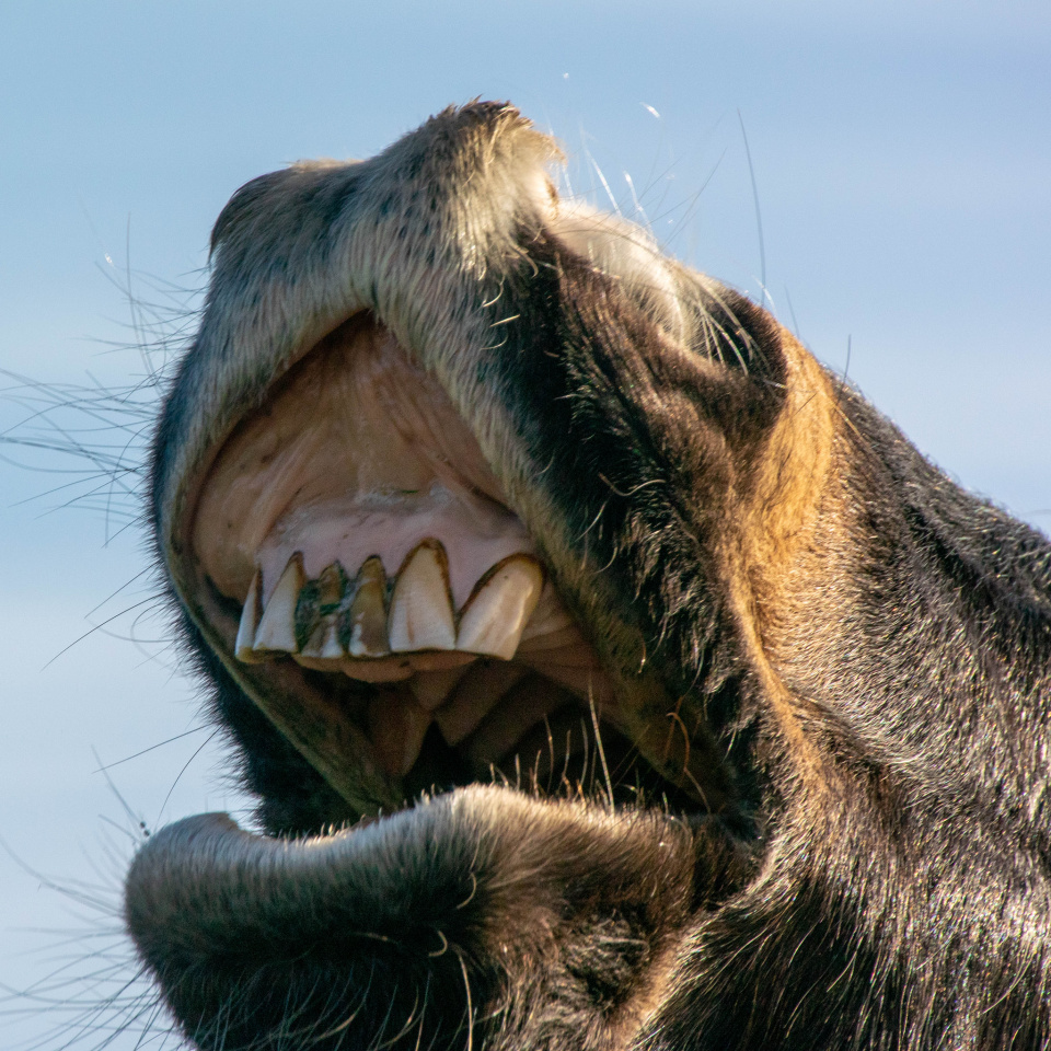 World Horse Gurning Championships | GrahamColling | Blipfoto