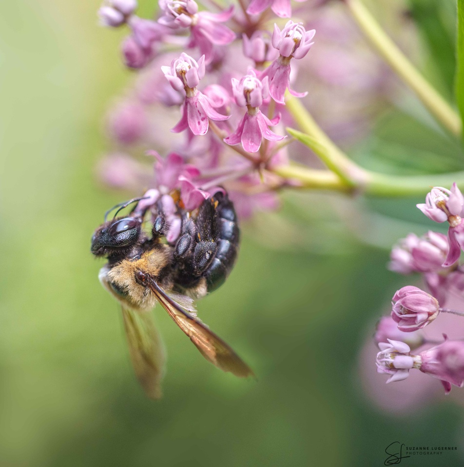 Another Bee, Another Lens | osuzanna | Blipfoto