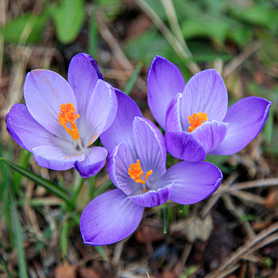 Signs of Spring | Nanzy19 | Blipfoto