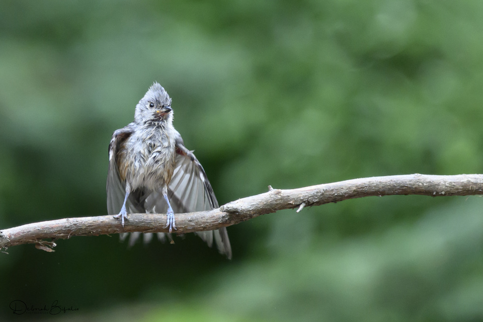 Splish Splash | dbifulco | Blipfoto