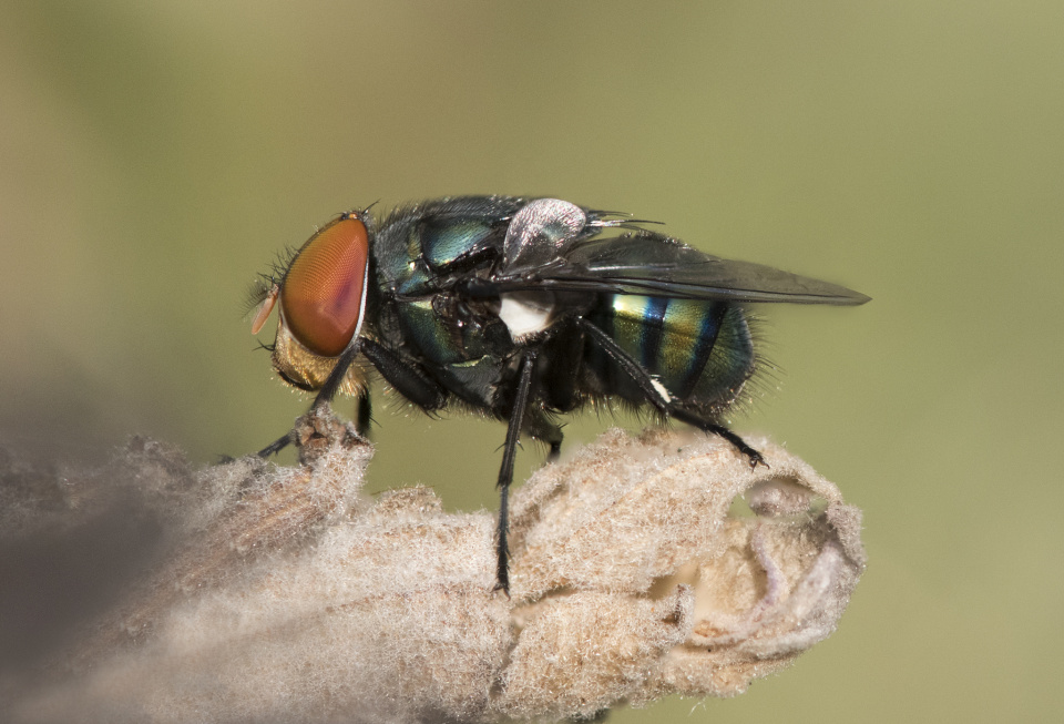 There was an old woman who swallowed a fly | jensphotos | Blipfoto