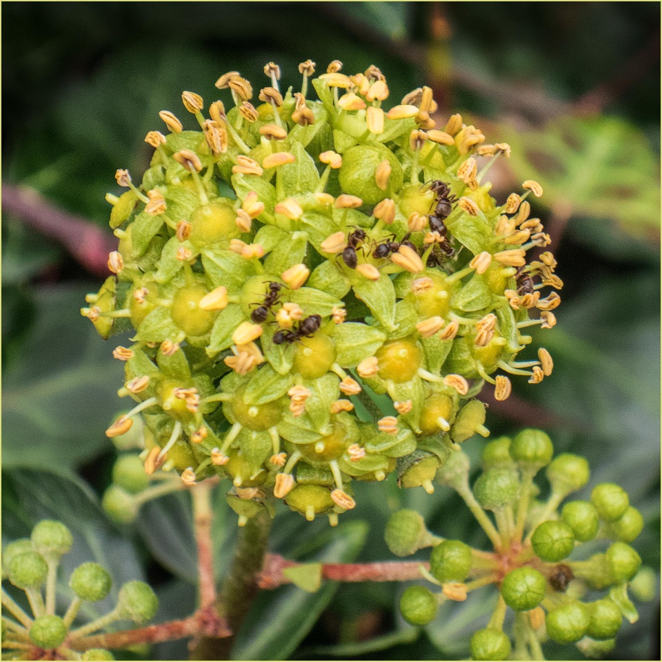 Ants and Ivy | suejay50 | Blipfoto
