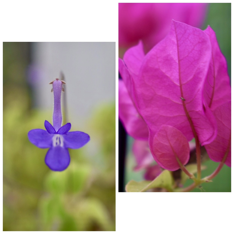 Pink and blue | pixelpixie | Blipfoto