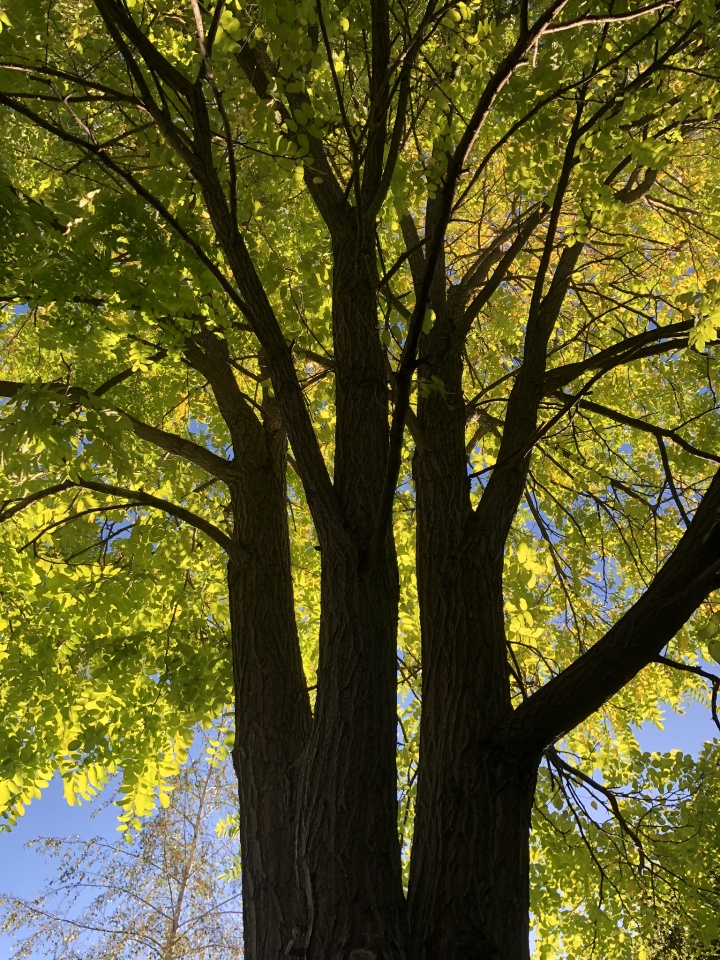 Joe Tree Day | 59 | Blipfoto