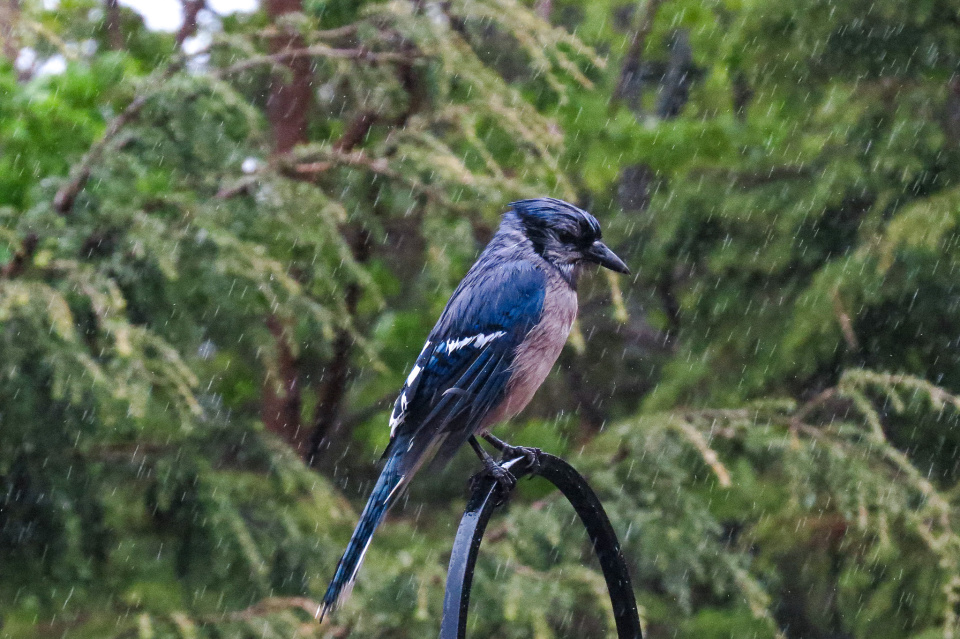 A wet blue jay | KathyH58 | Blipfoto