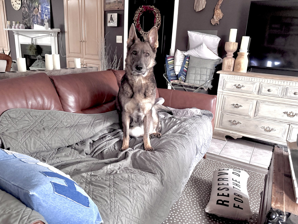 Miss Mischief Maker | LoveMy3Dogs | Blipfoto