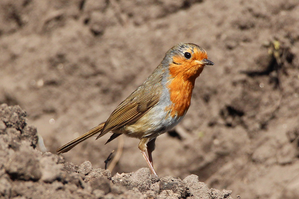 Chirpy demeanour | Red | Blipfoto