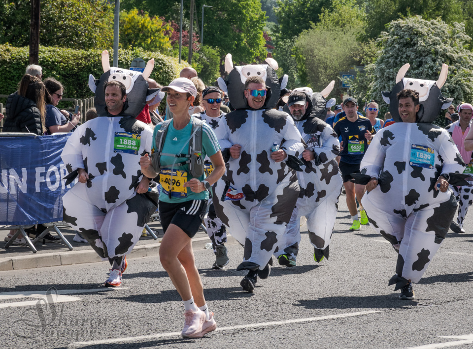 Woman chased by cows for 26 miles | Hotmandarins | Blipfoto