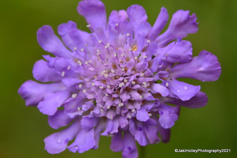 On a Dull Damp Day | ThingsBeautiful | Blipfoto