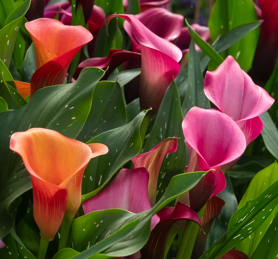 Flower Friday - Lilies | stujphoto | Blipfoto