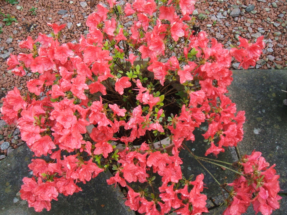 Azalea | PollyH | Blipfoto