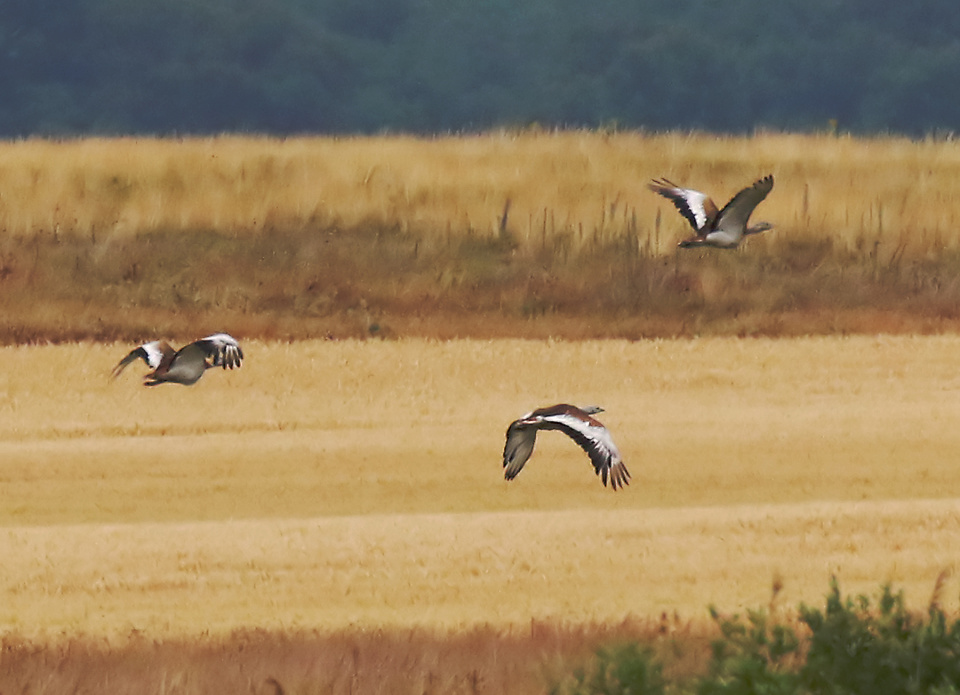 Great Bustards in Flight | VandeGraaff | Blipfoto