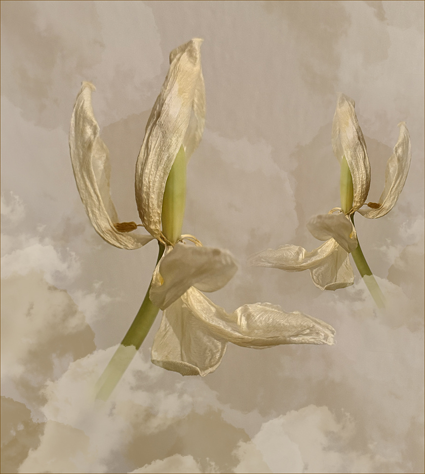 Tulip Shapes Suejay50 Blipfoto Tulip Shapes Suejay50 Blipfoto