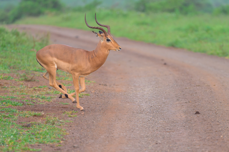 Speed | dbifulco | Blipfoto