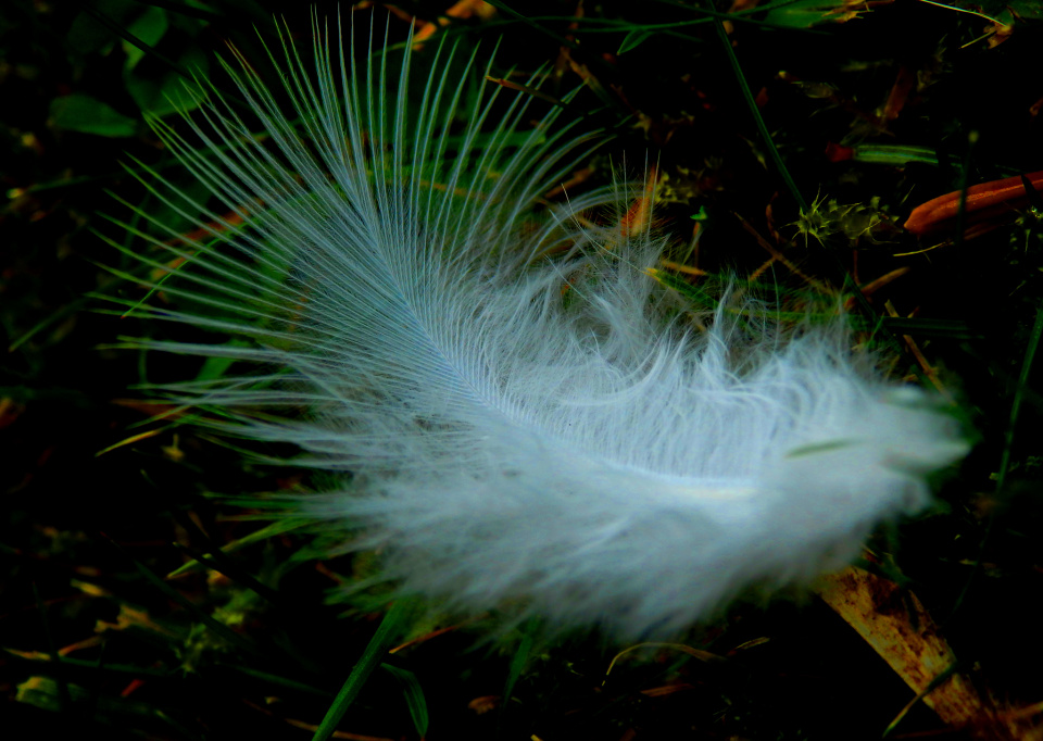 Bit of Fluff! | theBroon | Blipfoto