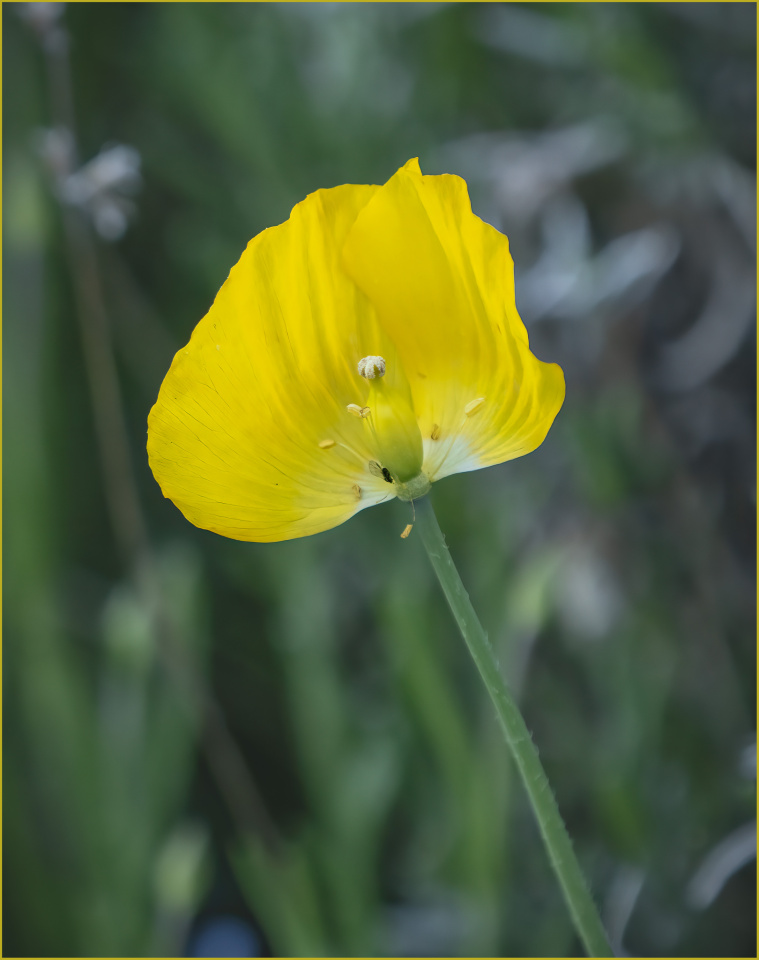 Flower Friday: Welsh Poppy (+ Insect) | davidc | Blipfoto