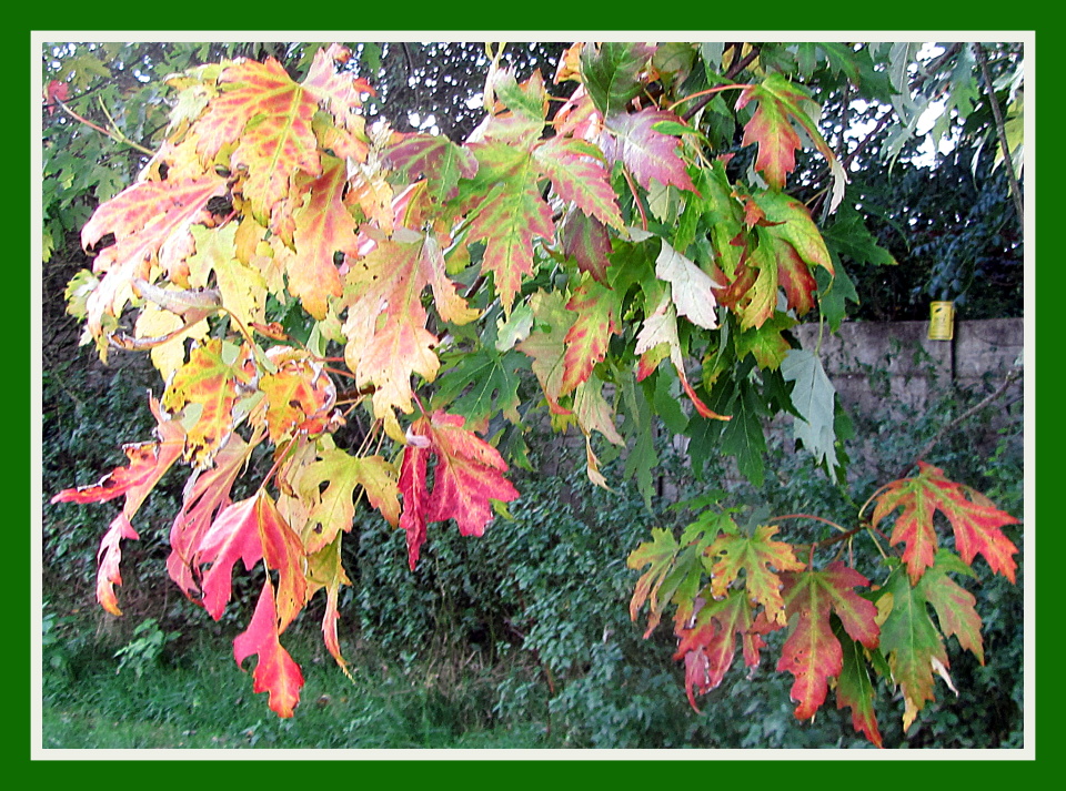 Silver Maple Autumn Leaves. Same tree as blip 9/09 | Grace55 | Blipfoto