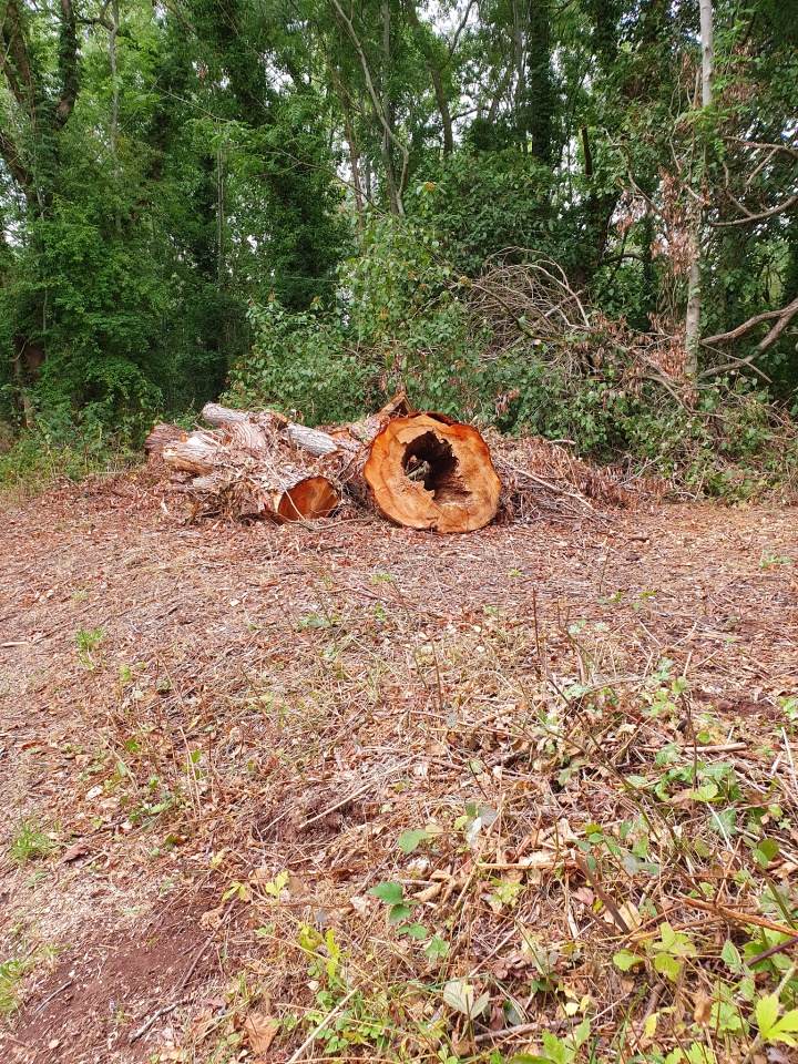 Hollow tree trunk | aryomjapes | Blipfoto
