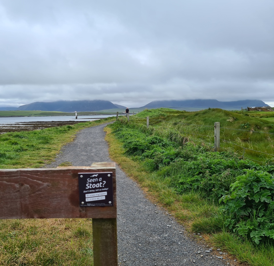 STOAT? | EllyJay | Blipfoto