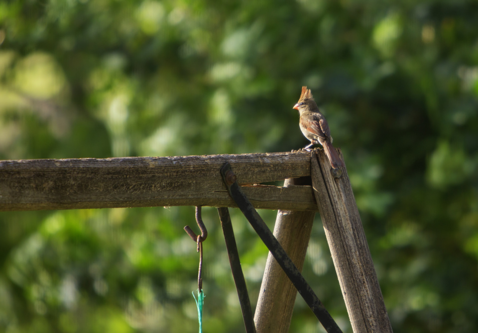 Female Cardinal | bugsman | Blipfoto
