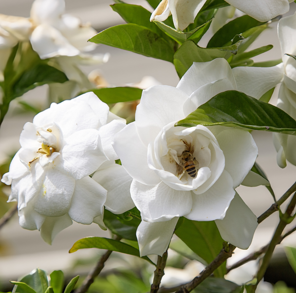 Honey Bee | bugsman | Blipfoto