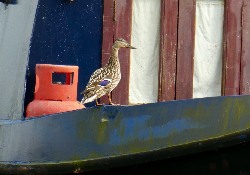 What’s up duck ? | orchid99 | Blipfoto