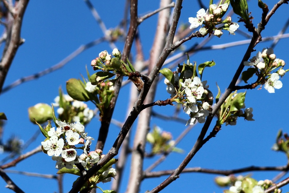 our first "false" spring is here | stillandknow | Blipfoto