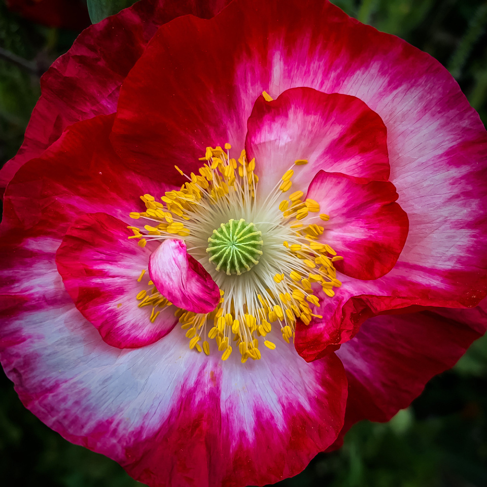 Wild Poppy.... | Lizimagiz | Blipfoto