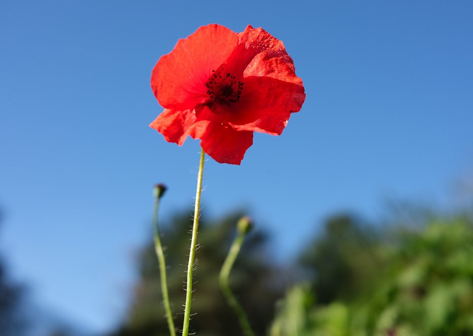 Poppy | LesleyAlsford | Blipfoto