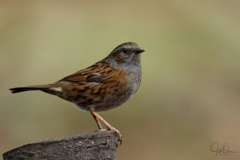 Grey and brown | JDO | Blipfoto