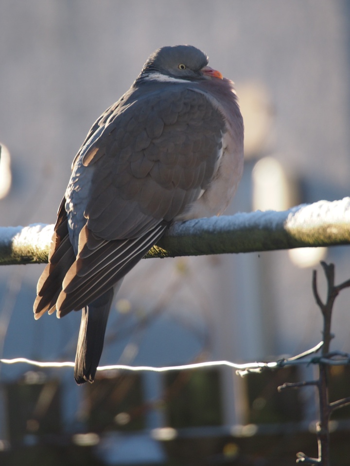 Cold Pigeon | A9J | Blipfoto