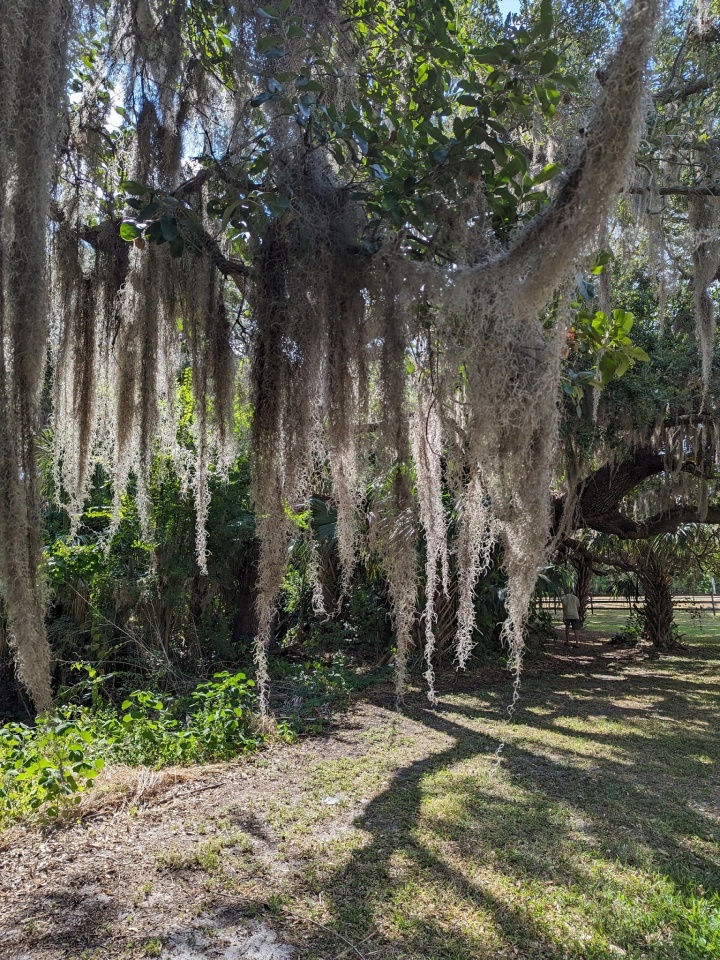 The long tendrils... | creativelenna | Blipfoto