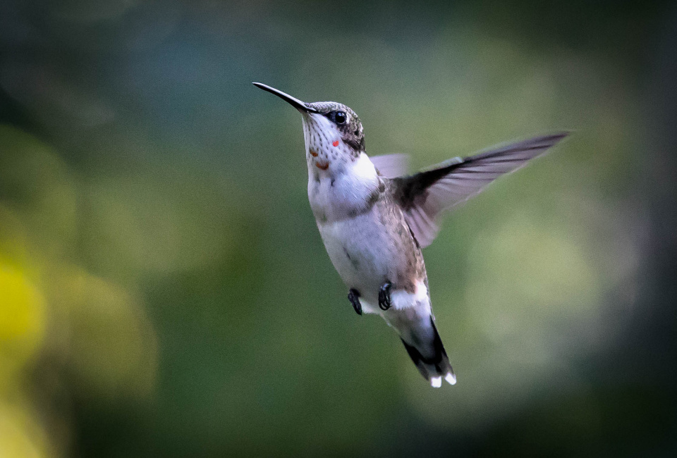 Just a Little Hummer Boy | maura143 | Blipfoto