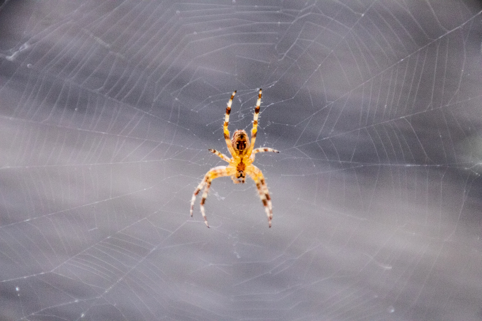 Wonder Web | Kernow | Blipfoto