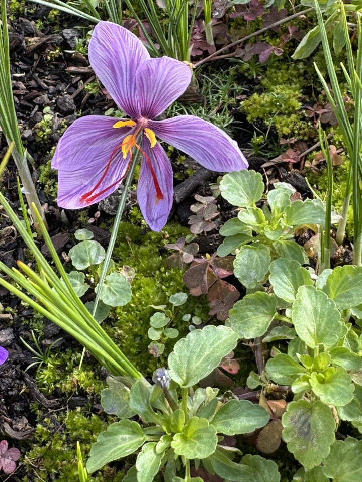Saffron Crocus | KEB | Blipfoto