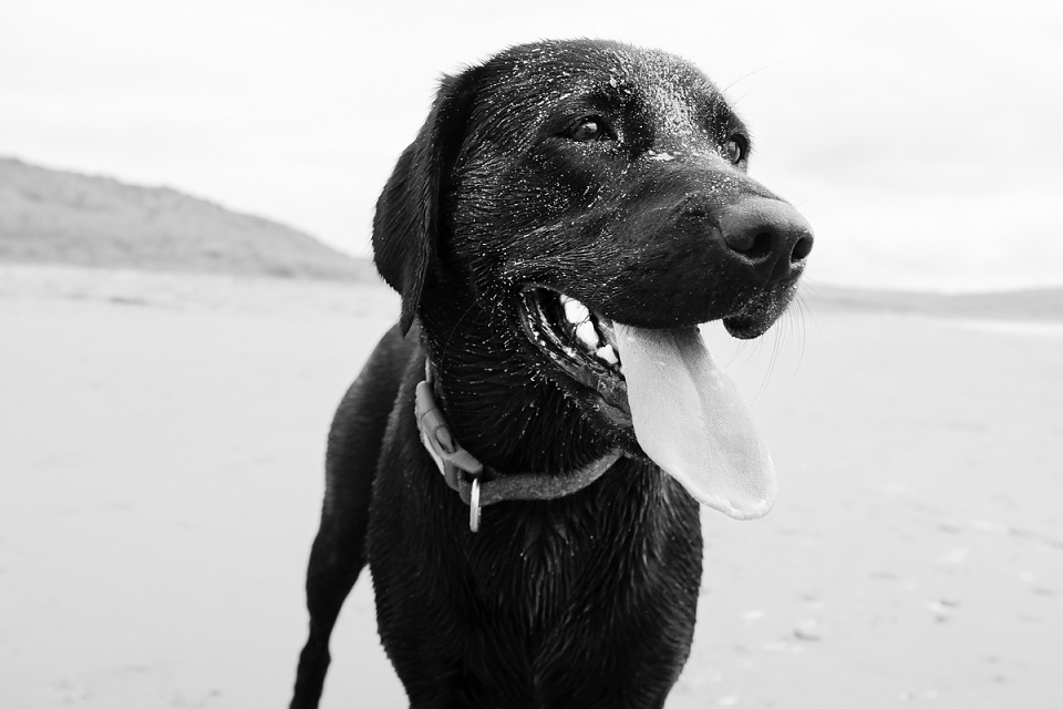 Dogs! | snapper | Blipfoto