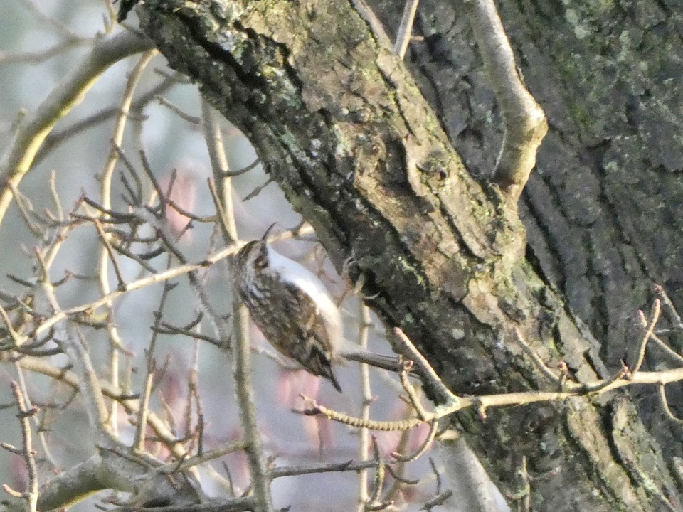 Tree creeper | orchid99 | Blipfoto