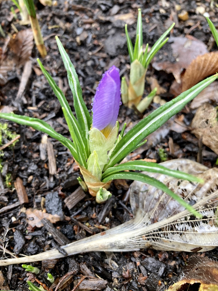 The first crocus in this year. | LubieChodzic | Blipfoto