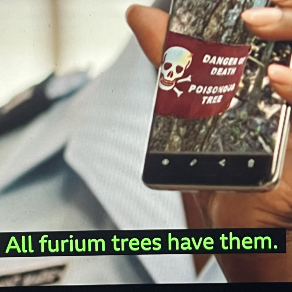 Furium trees | pandammonium | Blipfoto