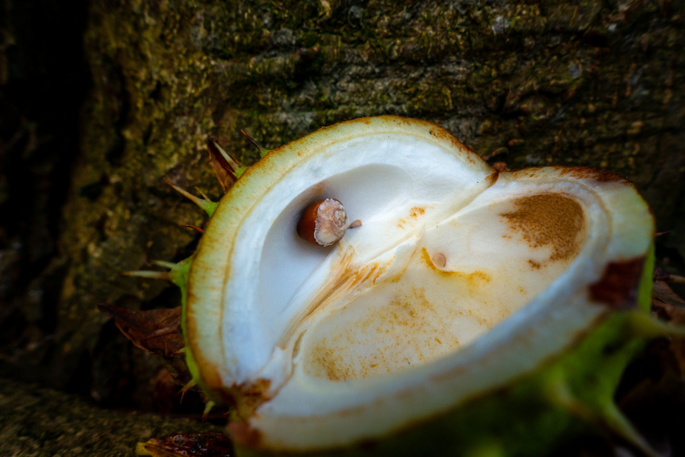 Baby conker | WharfedaleBex | Blipfoto
