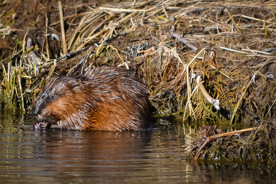 Muskrat Love | MissMacPic | Blipfoto