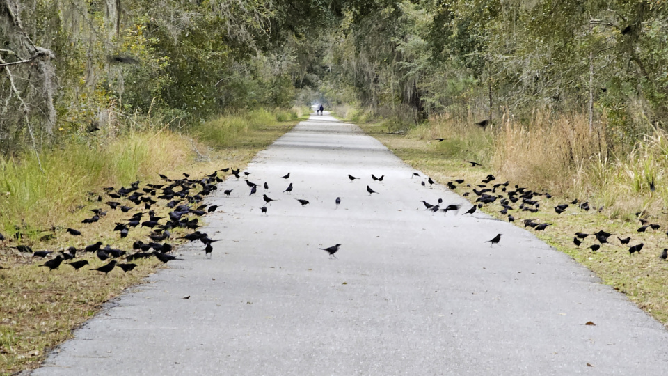 The Birds | bugsman | Blipfoto