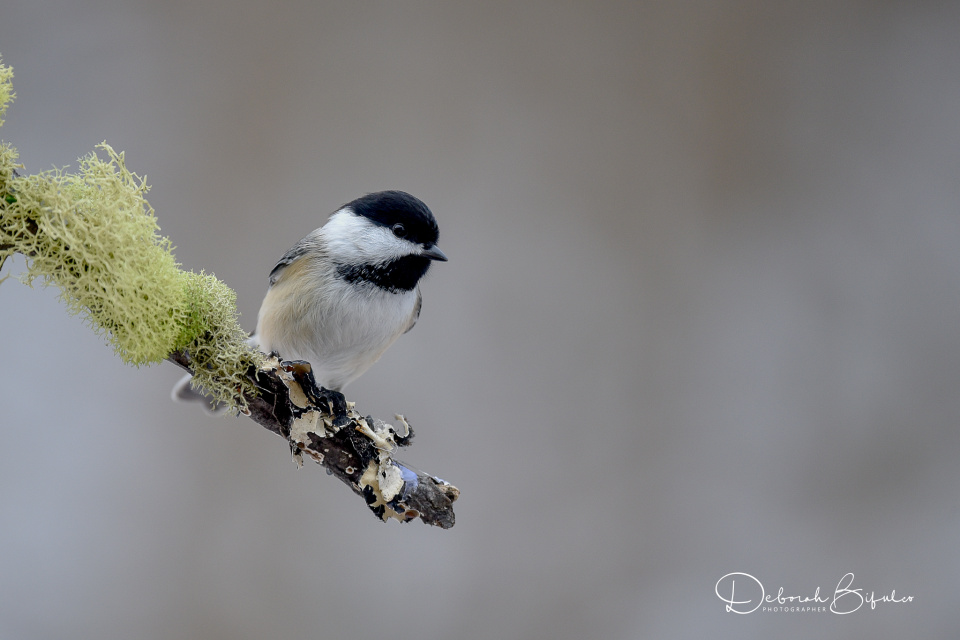 Tiny Chickadee | dbifulco | Blipfoto