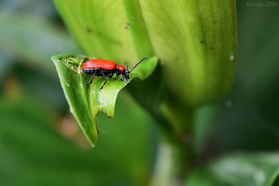 Tiny ................ | BikerBear | Blipfoto